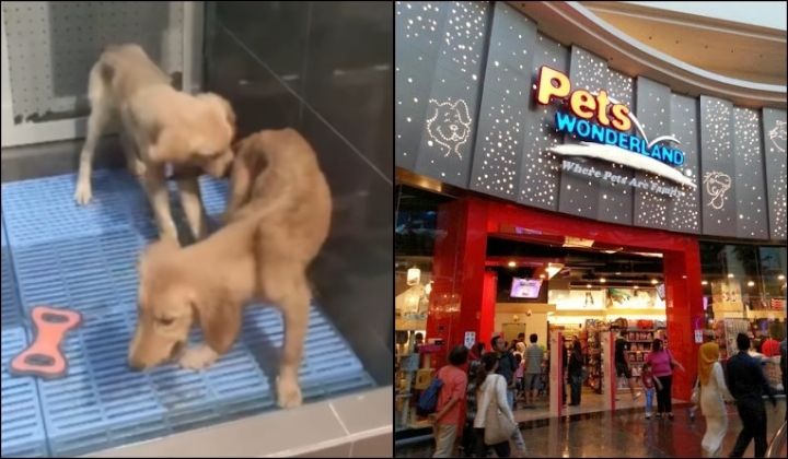 Pets Wonderland To Phase Out Sale Of Cats & Dogs In All Outlets
