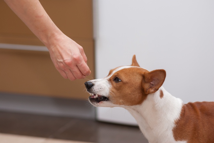 Understanding Dog Growling and Dog Language