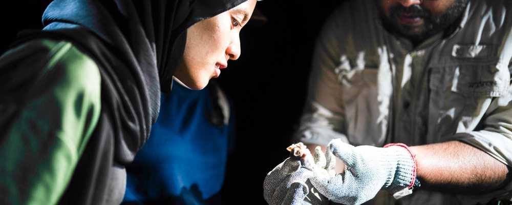 Northern Free-tailed bat recorded in Borneo for the first time