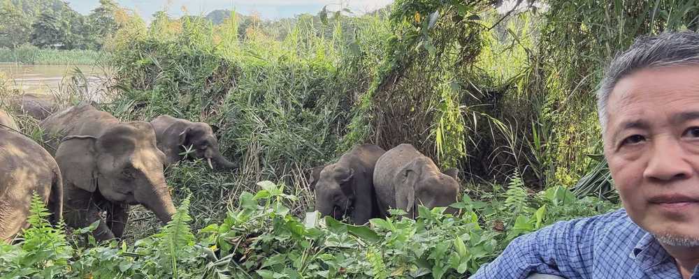 Elephant herd marks conservation win