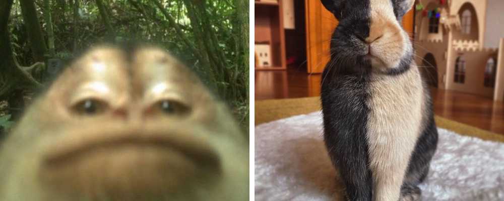 83 Photos Of Cute Animals To Instantly Melt Your Day’s Stress And Anxiety