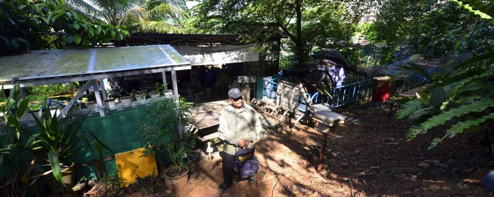 Where honey, hope and hard work meet: The community garden transforming ...