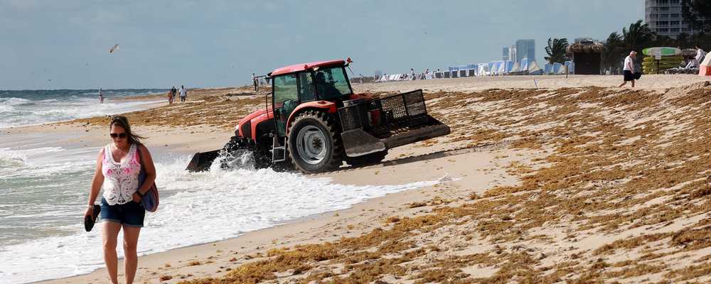 An invasion of smelly seaweed is costing US beach communities millions ...