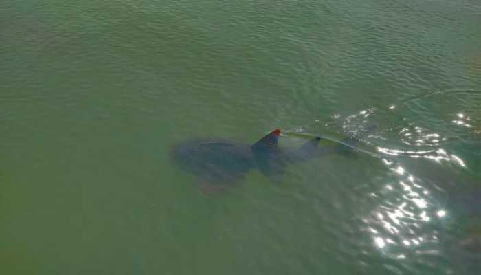 Endangered 'Ronin fish' spotted in Trang canal