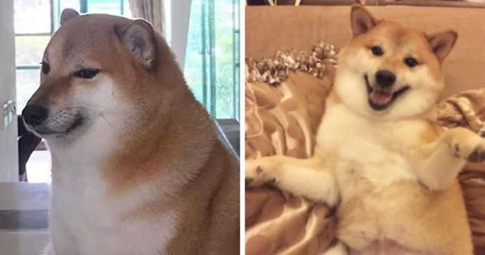 46 Photos Of Balltze, The Rescue Shiba Inu Behind The Viral Cheems Meme