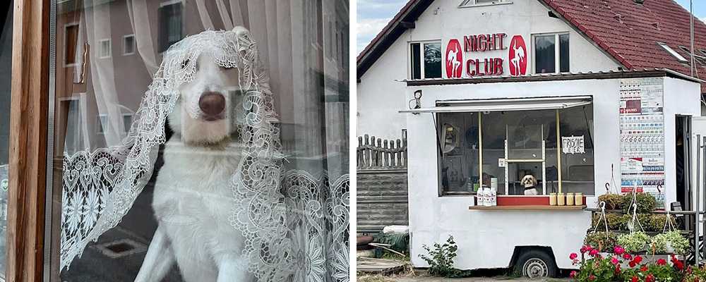 79 Cute & Candid Portraits Of Dogs Observing Life Through Windows
