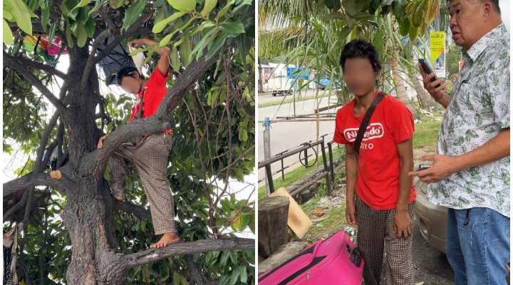 No Money For Rental, Man Resorts To Living In A Tree For Half A Year