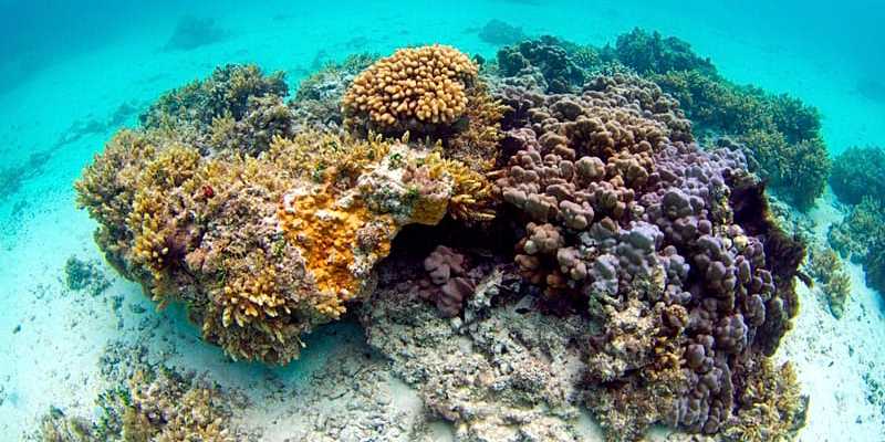 How the oceans’ coral reefs could be a secret weapon to tackle food ...