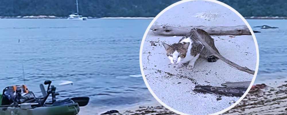 Lelaki terkejut jumpa kucing kurang upaya di Pulau Talang
