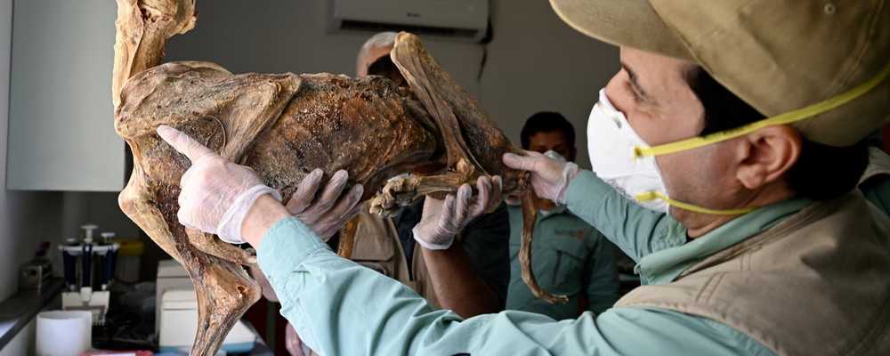 Mystery of mummified cheetahs found in caves could shed light on lost ...