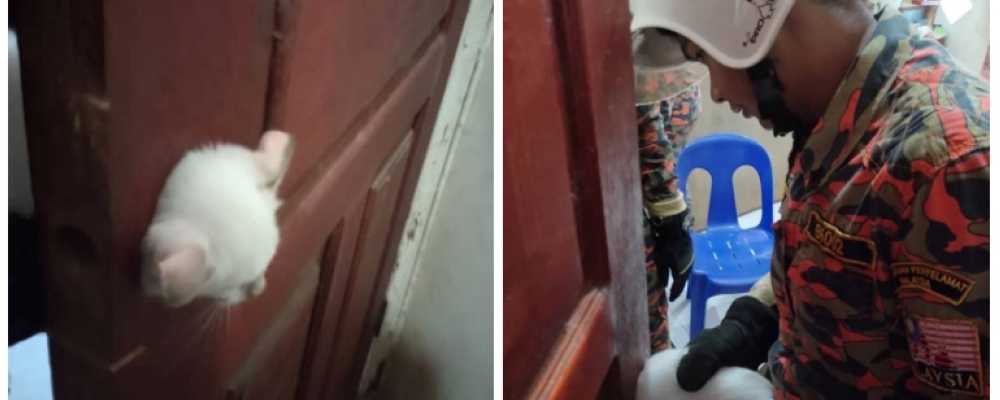 Curiosity stuck the cat in Beaufort: Firefighters called after feline ...