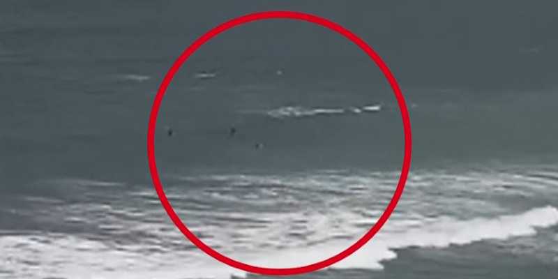 'Good luck' saved shark attack victim, lifesaving boss says