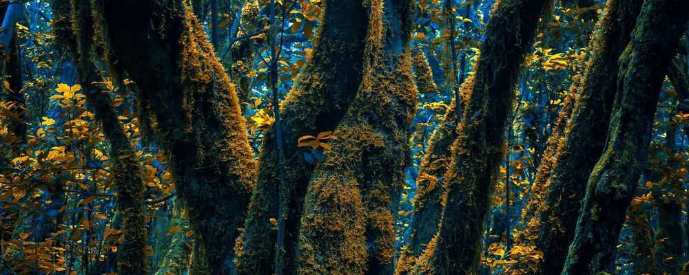 Otherworldly Photos of Forests by Michelle Blancke Explore Mysticism ...