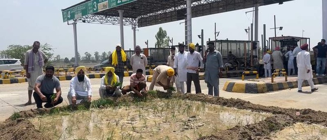 Punjab farmers stage unique protest over land row, plant paddy next to ...
