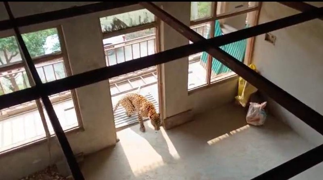 Leopard enters Kanda village house near Dharampur, rests 2 hours ...
