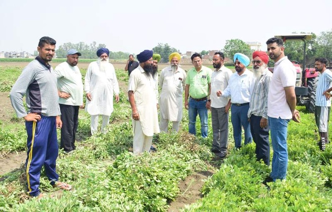 Punjab Agriculture University promotes spring groundnut as water ...