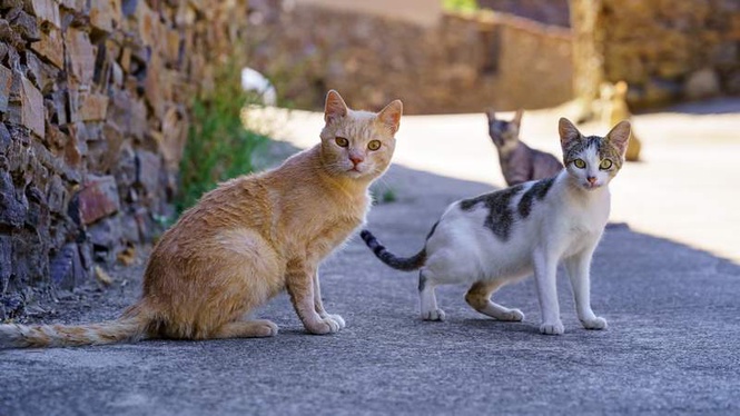 Cats age similar to humans, may provide insights into ageing-related ...