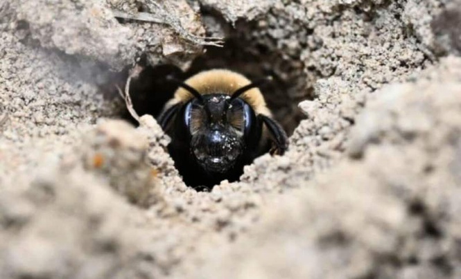 Scientists Found One of the World’s Largest Wild Bee Populations Hiding ...
