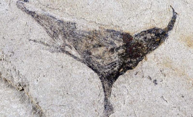 Deep Inside Ancient Rock, Scientists Uncovered Bizarre Fossil Marine ...