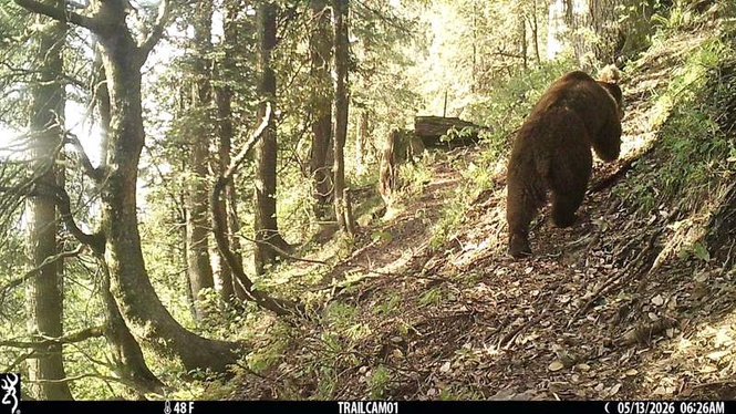 Rare Himalayan brown bear makes first appearance on camera in Chamba’s ...