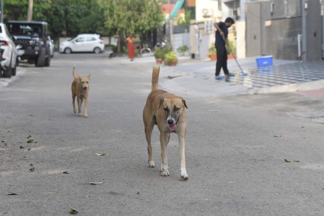 Stray dog on biting spree injures nearly 60 in Madhya Pradesh’s ...