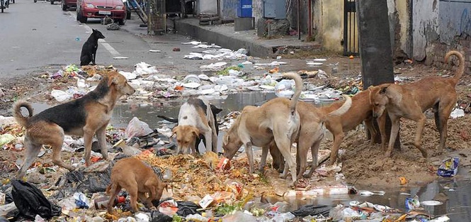 Open house: What should be done to effectively address stray dog crisis ...