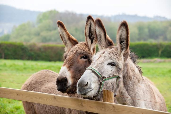 Patients find help with therapy donkeys at psychiatric hospital near ...
