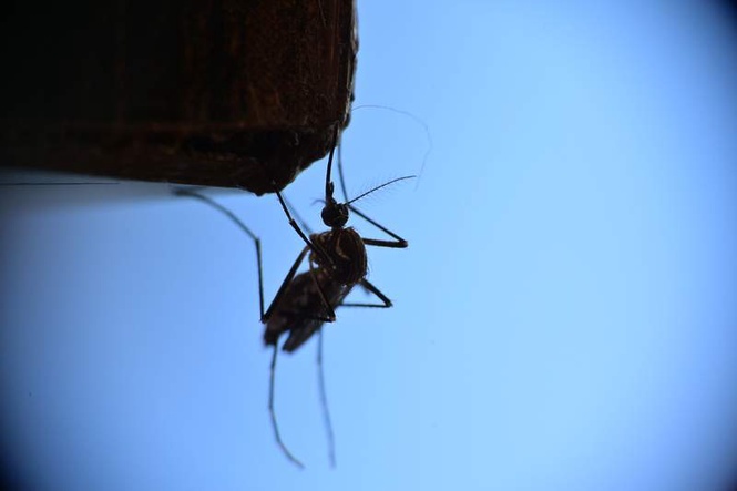 Debug mode on: Google’s mosquito mission to outsmart nature’s deadliest ...
