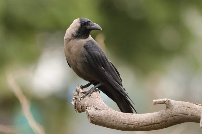 In praise of the humble crow - Newswav