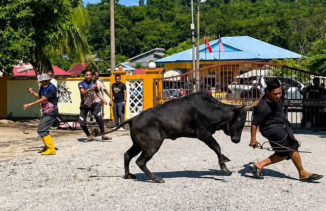 Man injured after sacrificial bull runs amok during Aidiladha event in ...