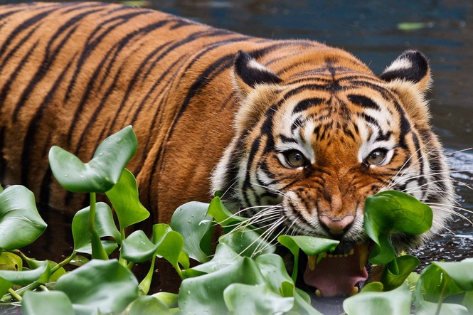 FELDA settler loses six cattle in suspected tiger attack - Newswav