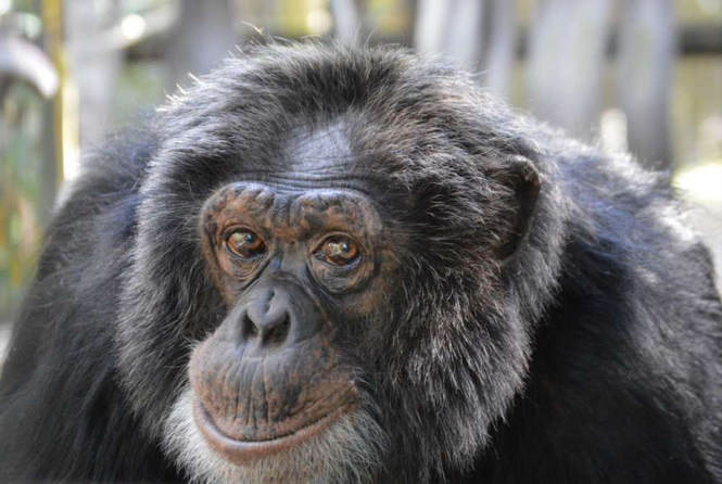 Where is Bubbles the chimpanzee now following Michael Jackson’s passing ...