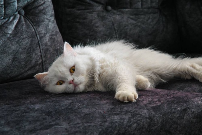 Firefighters rescue Persian cat stuck in massage chair spring - Newswav