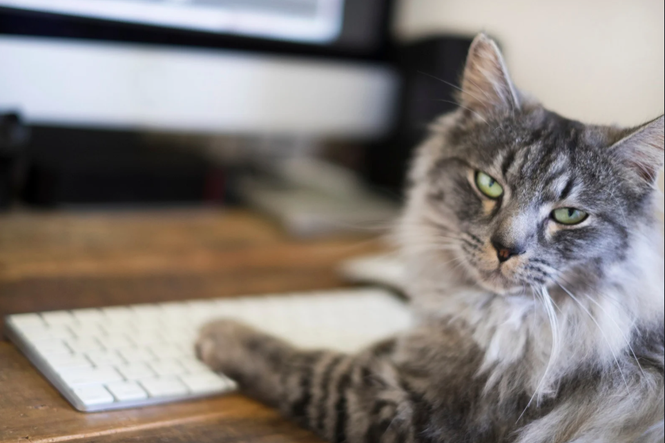 The real boss has arrived: Cats take over workplaces today - Newswav