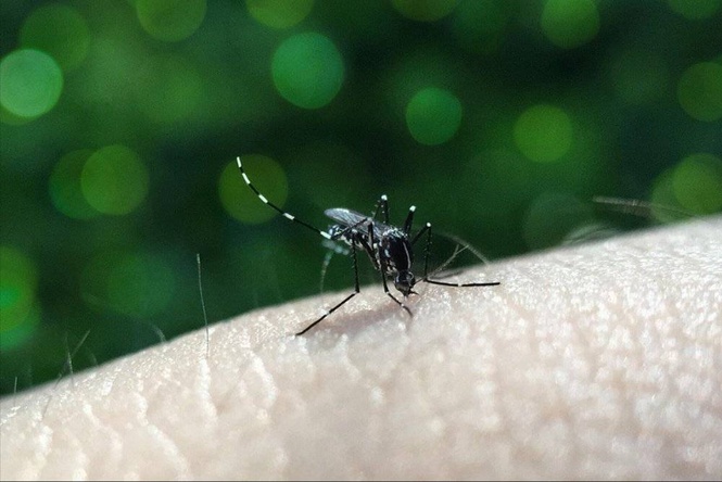 Three generations, two battles: How dengue stole what mattered most ...