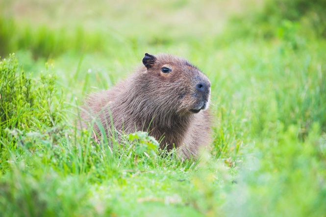 Elusive capybara remains at large two weeks after daring escape - Newswav