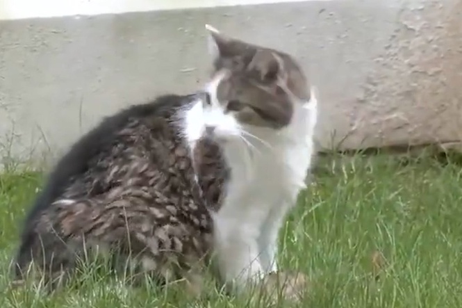 Larry the cat finally catches mouse during key Starmer speech - Newswav