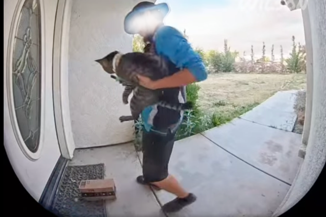Shocking doorcam video shows the moment Amazon driver takes pet cat ...