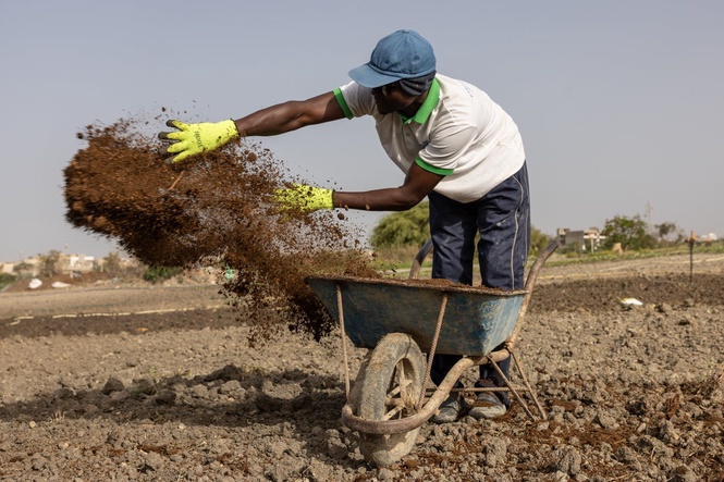 Iran war forces farmers seek fertilizer alternatives from cow dung to ...