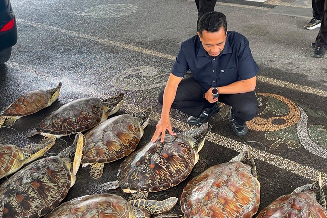 Police in Bali foil an attempt to trade protected 21 live green sea ...