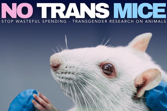 Nancy Mace mocked online after posting about ‘trans’ mice in research ...