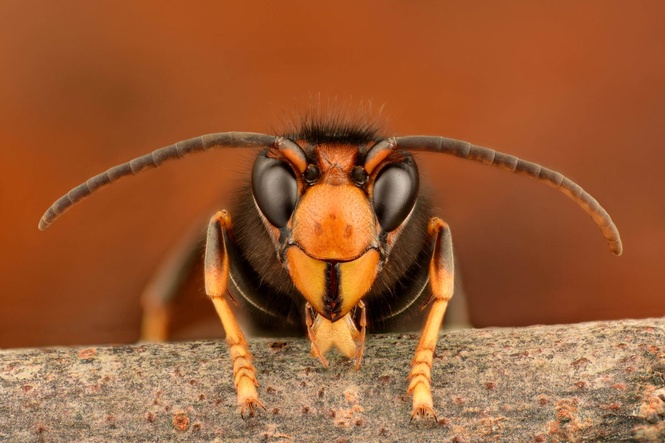 The invasive species you don’t want in your garden - Newswav