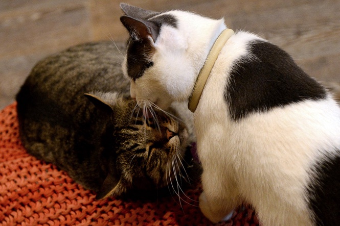 Do cats groom each other as sign of affection? New study disputes ...