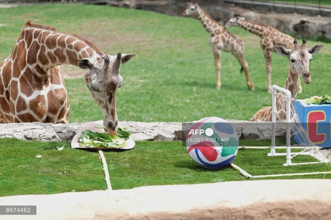Mexican zoo animals predict World Cup winners - Newswav